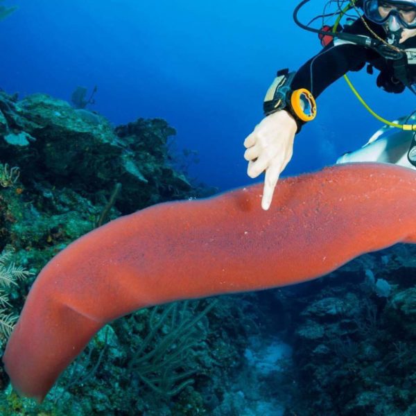 Pyrosome Seen in Akumal Waters.... a WHAT?!?!? - AkumalNow