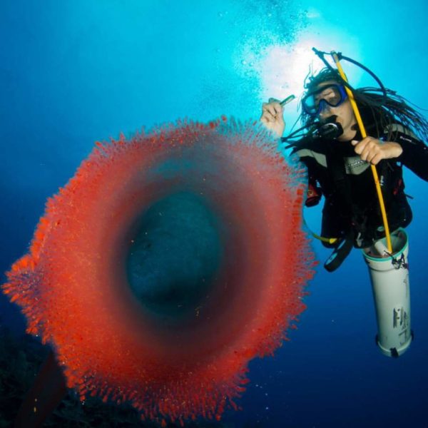 Pyrosome Seen in Akumal Waters.... a WHAT?!?!? - AkumalNow