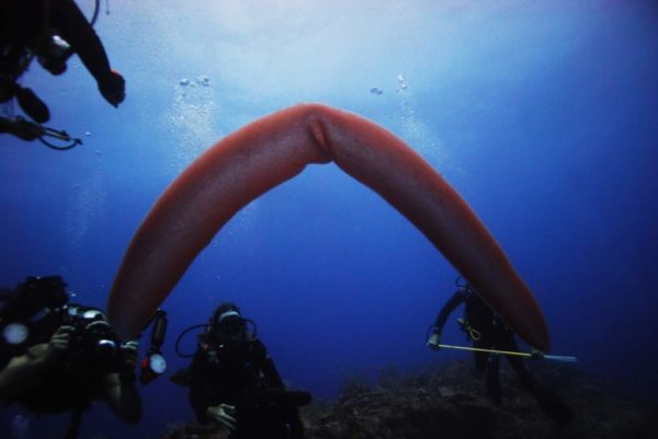 Pyrosome Seen in Akumal Waters.... a WHAT?!?!? - AkumalNow