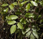 Chechen and Chaca Trees - AkumalNow